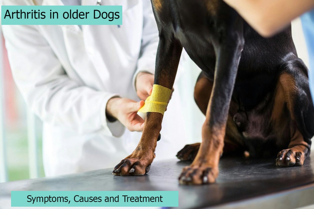Old Dog Back Legs Collapsing: 3 Causes for Hind Leg Weakness in Senior ...