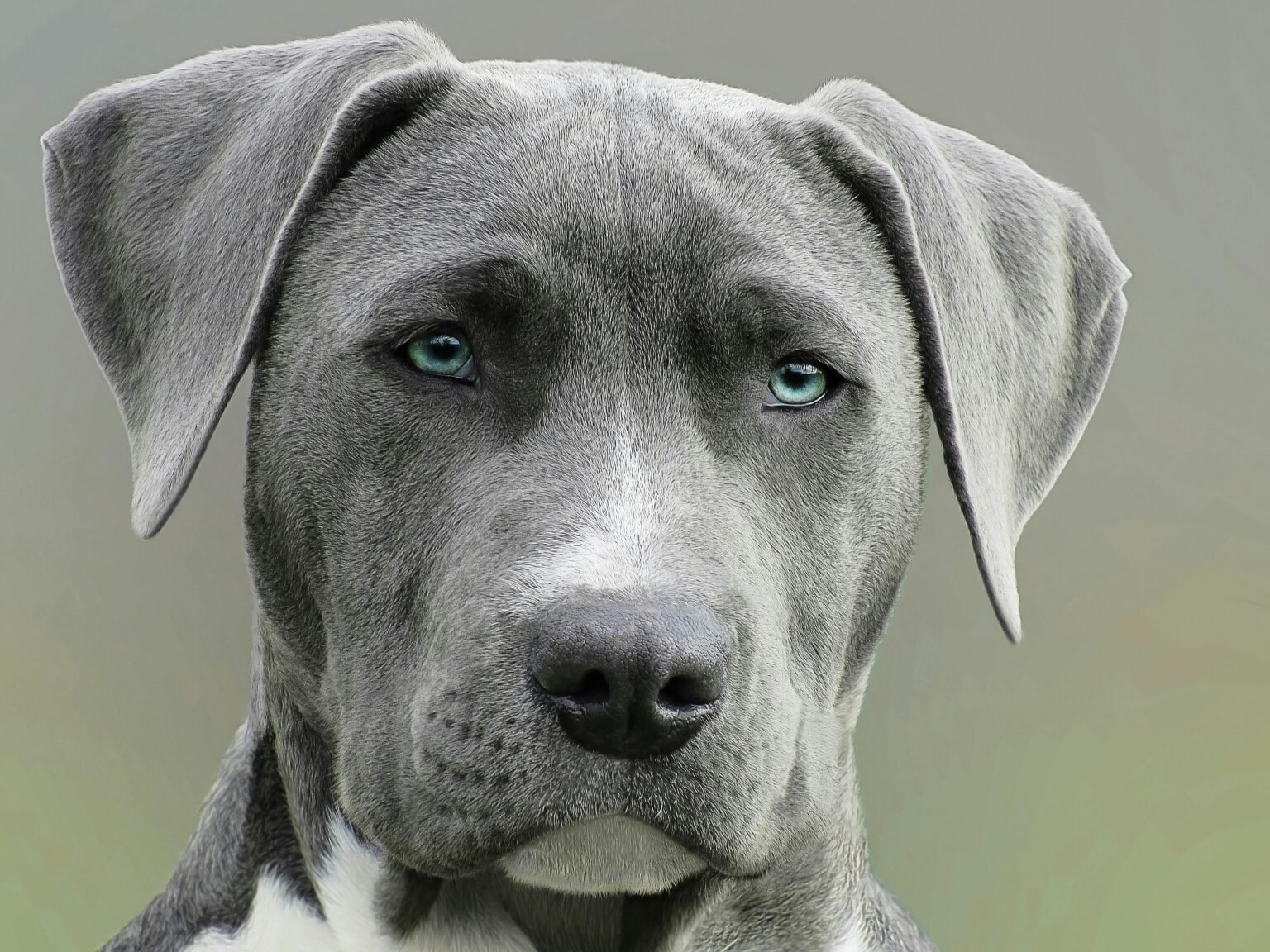 Why Are My Dogs Eyes Turning Blue? Understanding the Causes and ...